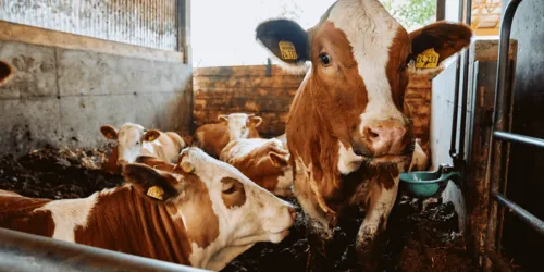 Unboxing Bavaria: The Pink Cow - A visit to the Franconian dairy farm ...
