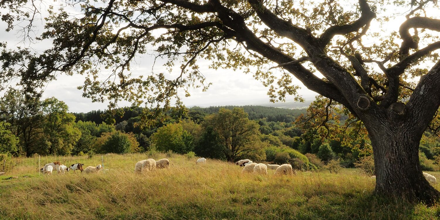 Hike on the Dillberg in the Nuremberg region - DB Regio Bayern